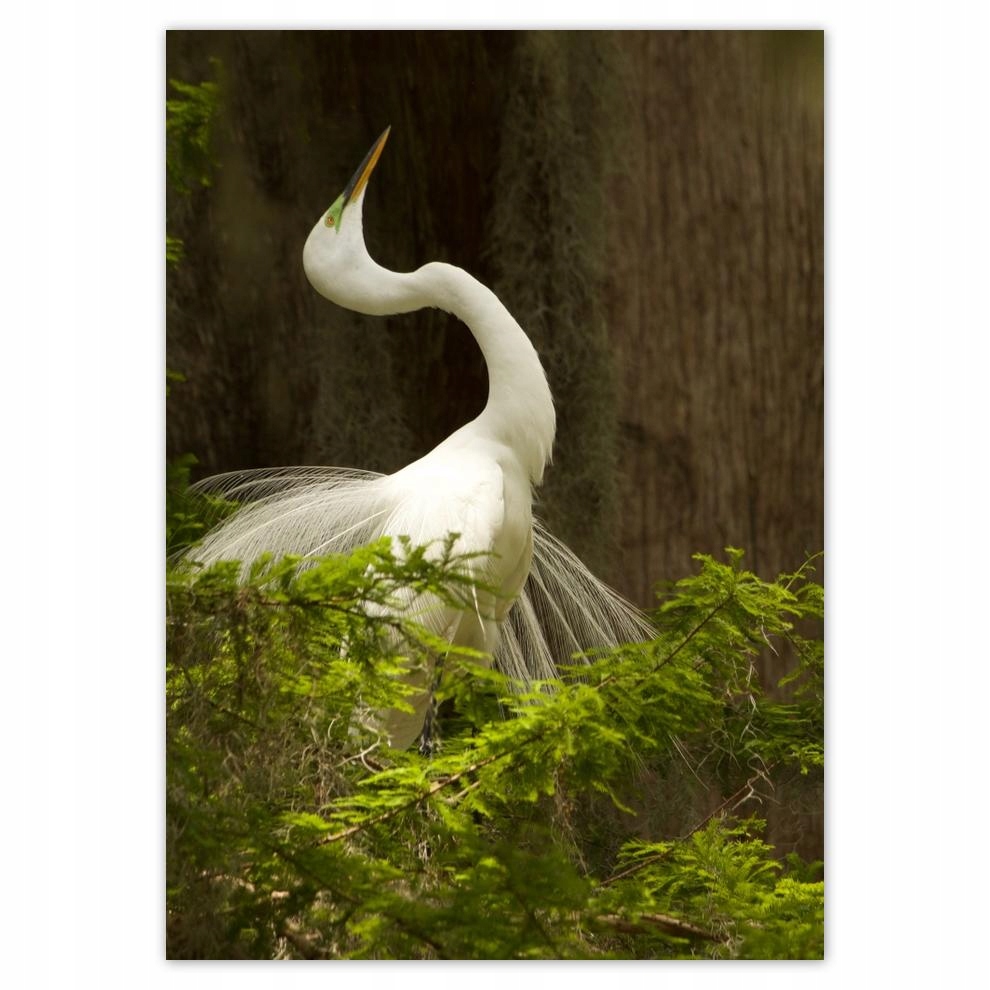 Poszterek A4 PION Kalapos madár Tájkép Kilátás za 2285.00HUF-ért - Allegro