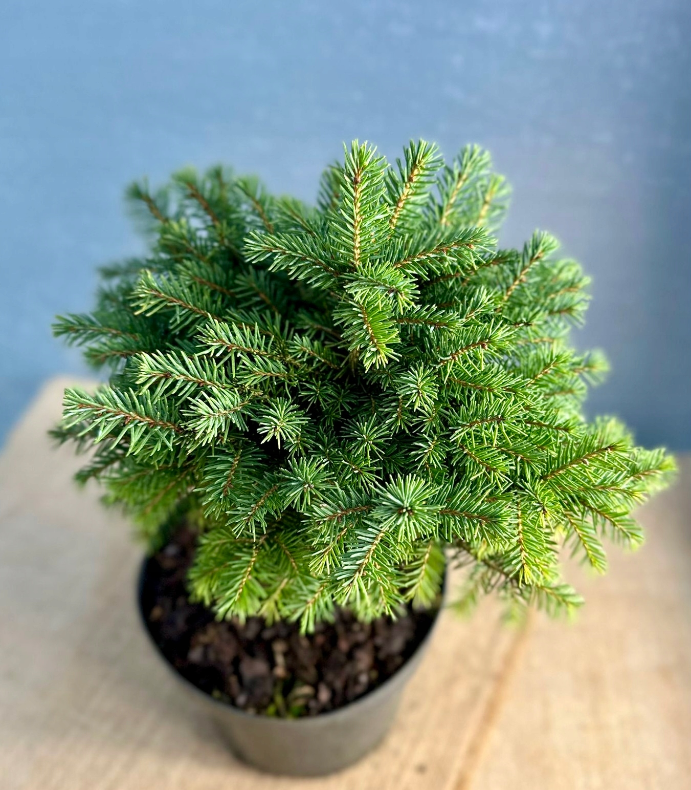 Świerk serbski "Karel" w doniczce miniatura - IGLAKI • Cena, Opinie ...