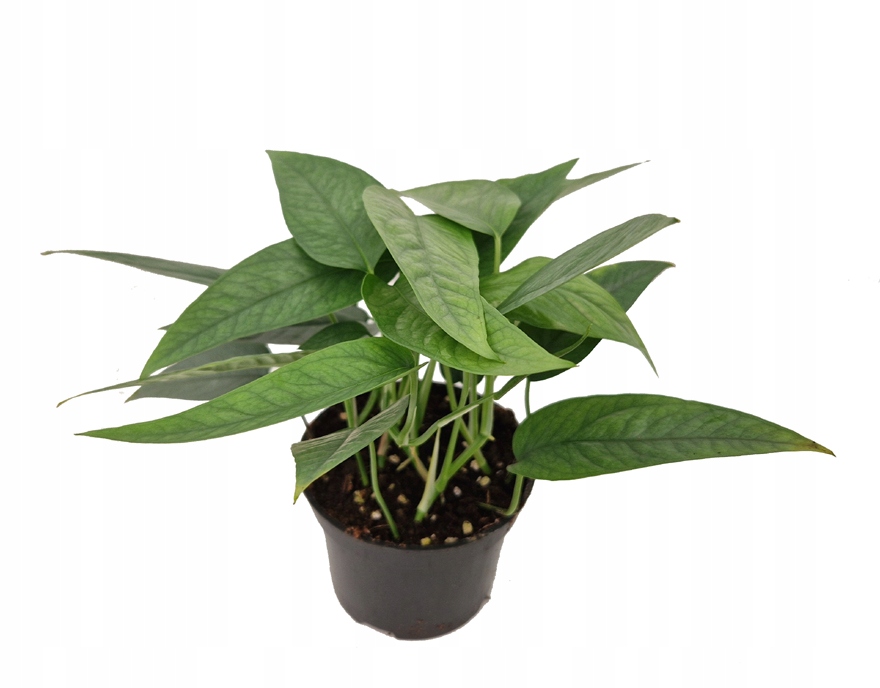 EPIPREMNUM CEBU BLUE MONSTERA KOLEKCJA RZADKOŚĆ • Cena, Opinie ...