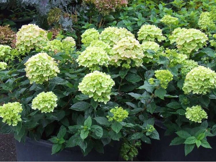 Hortensja bukietowa 'Little lime Jane' Hydrangea 5L • Cena, Opinie ...
