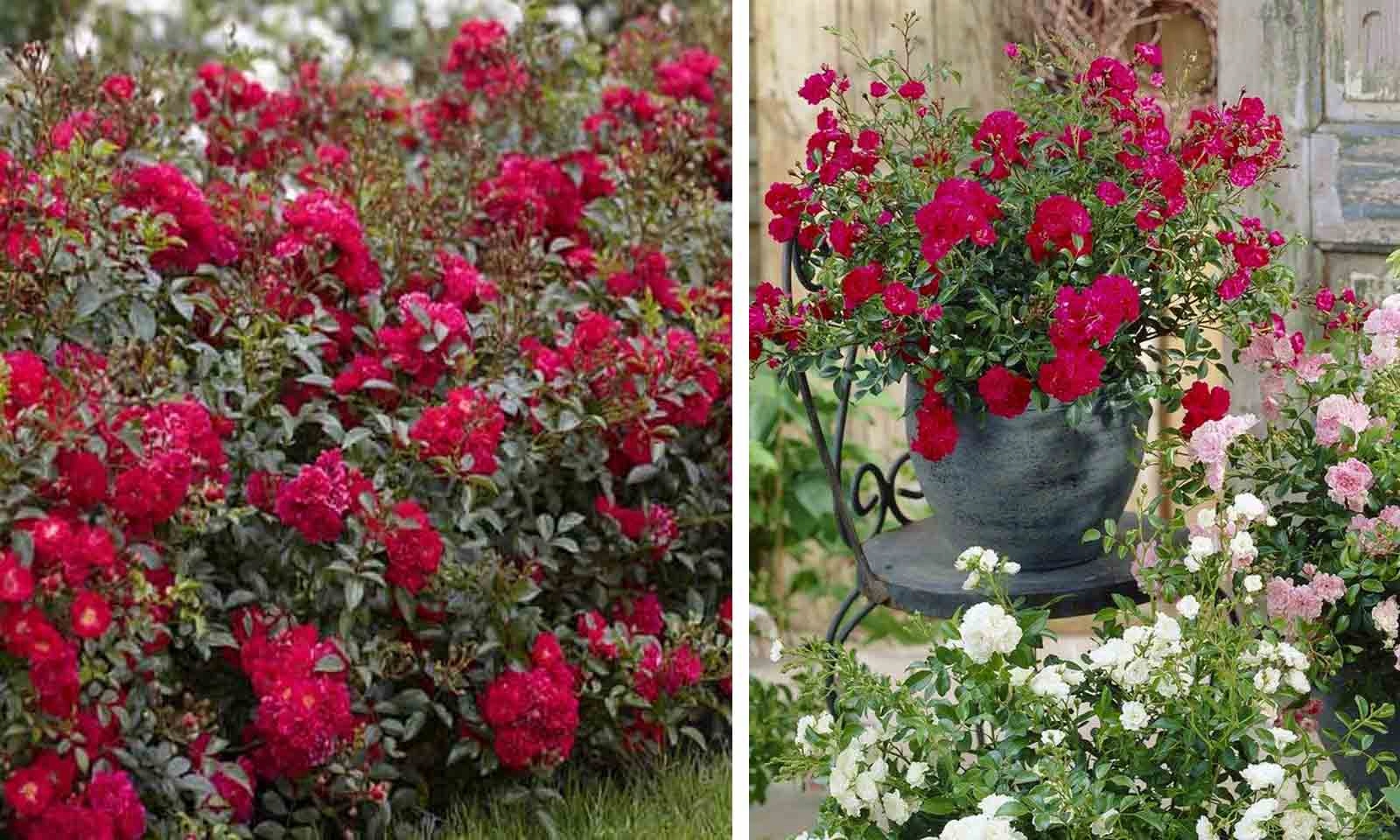 RÓŻA OKRYWOWA RED FAIRY MOREDFAR KARŁOWA 13228801624 - Allegro.pl