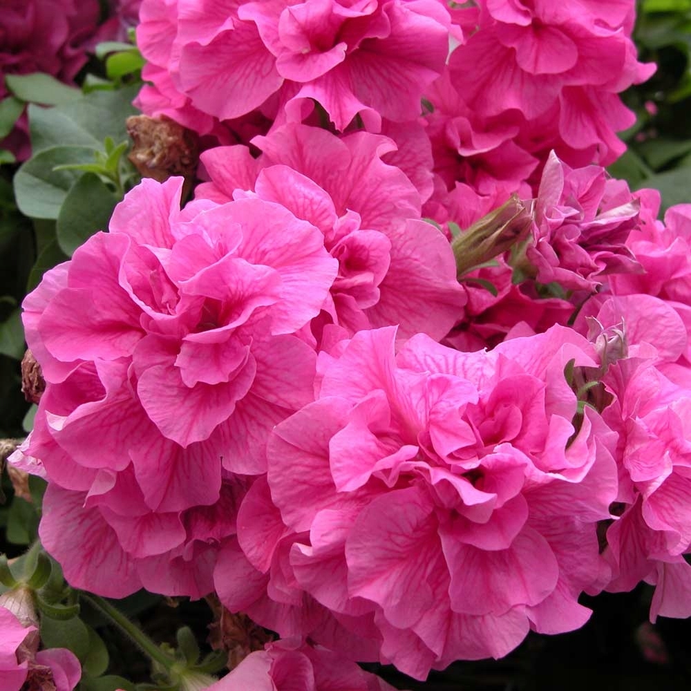 SURFINIA PETUNIA Tumbelina Candyfloss pełna p9 (5903968120931) • Cena ...