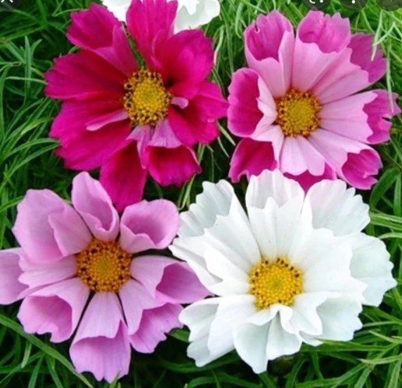 Kosmos muszelkowy Sea Shell, Cosmos bipinnatus mix • Cena, Opinie - Allegro