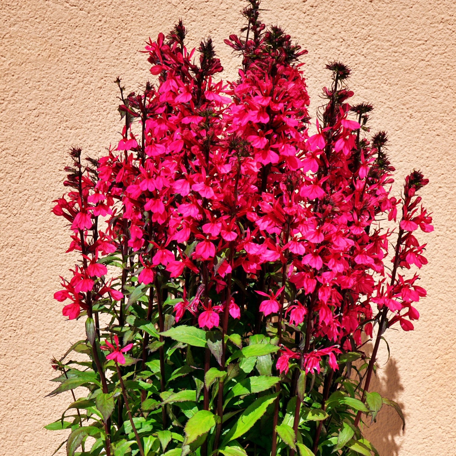 LOBELIA RÓŻOWA WIELOLETNIA KWITNĄCA PÓŁ ROKU SADZONKI W DONICZKACH P14 ...