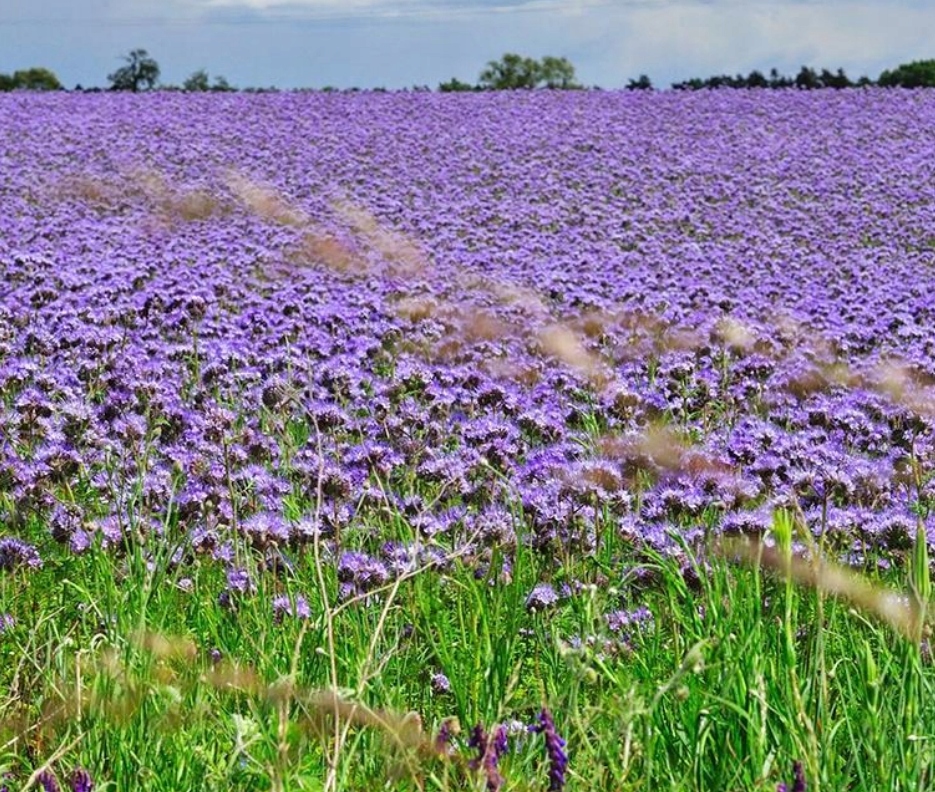 FACELIA BŁĘKITNA (PHACELIA TANACETIFOLIA) 100 G (5905316567627) • Cena ...