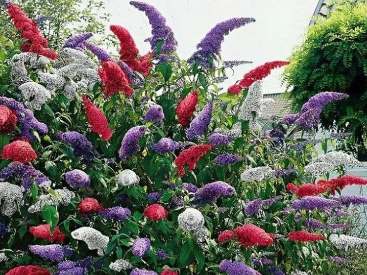 Budleja dawida biały, fioletowy, niebieski, różnobarwny sadzonka w pojemniku 2-3l 25-35 cm ...