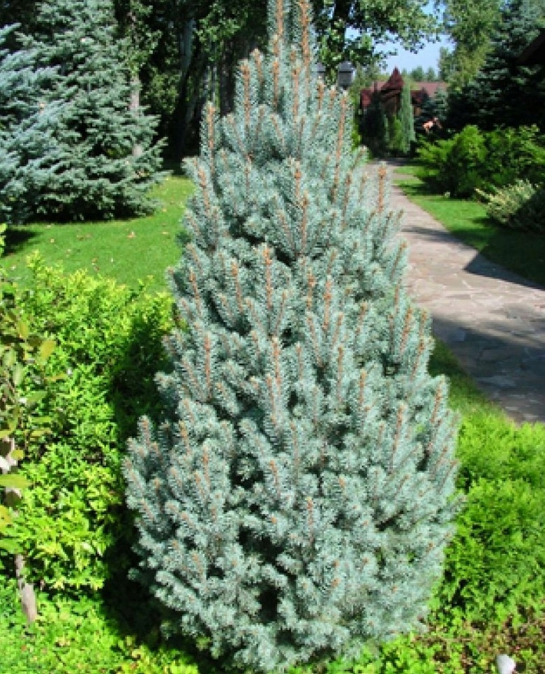 Świerk kłujący ISELI FASTIGIATA / SZCZEPIONY (Świerk kłujący ISELI ...