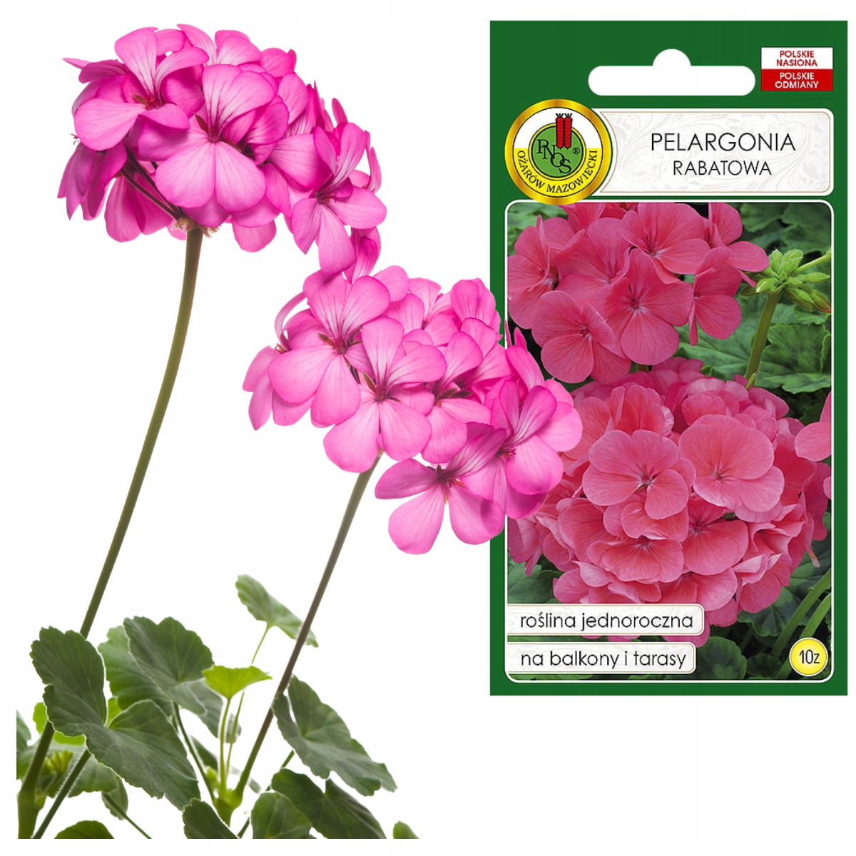 Pelargonia rabatowa F1 RÓŻOWA 10 nasion - PNOS (5904232136849) • Cena ...