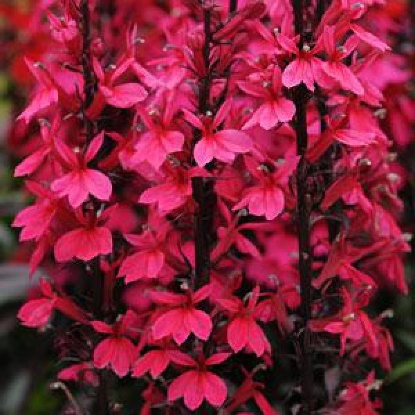 Lobelia Fanship Deep Rose różowy sadzonka w pojemniku 1-2l • Cena, Opinie • Byliny ozdobne ...