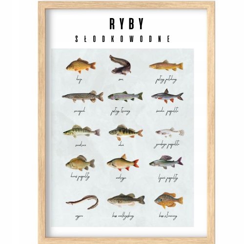RYBY RYBA PLAKAT 80x120 GATUNKI SŁODKOWODNE WĘDKARSTWO Z RYBAMI EDUKACYJNY • Cena, Opinie ...