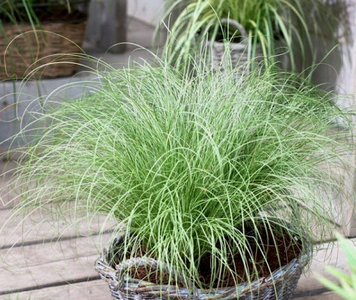 Turzyca włosista 'Amazon Mist' (Carex comans) • Cena, Opinie • Trawy ...