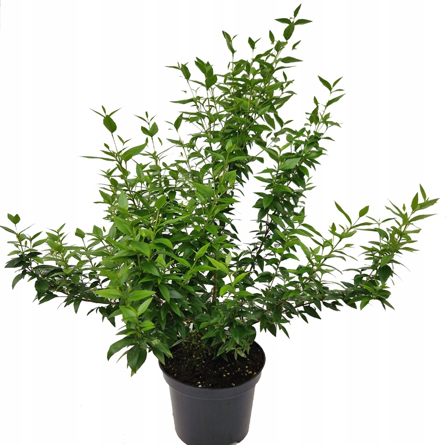 MIRT MYRTUS ZWYCZAJNY SYMBOL SZCZESCIA I PŁODNOŚCI • Cena, Opinie ...