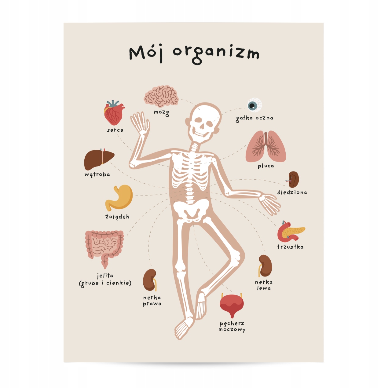 PLAKAT EDUKACYJNY CIAŁO ORGANIZM CZŁOWIEKA ANATOMIA DLA DZIECI 21x30 ...