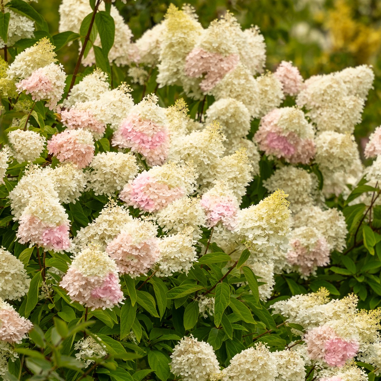 Hortensja miniaturowa, karłowa PINKACHU bukietowa mini - biała różowa ...