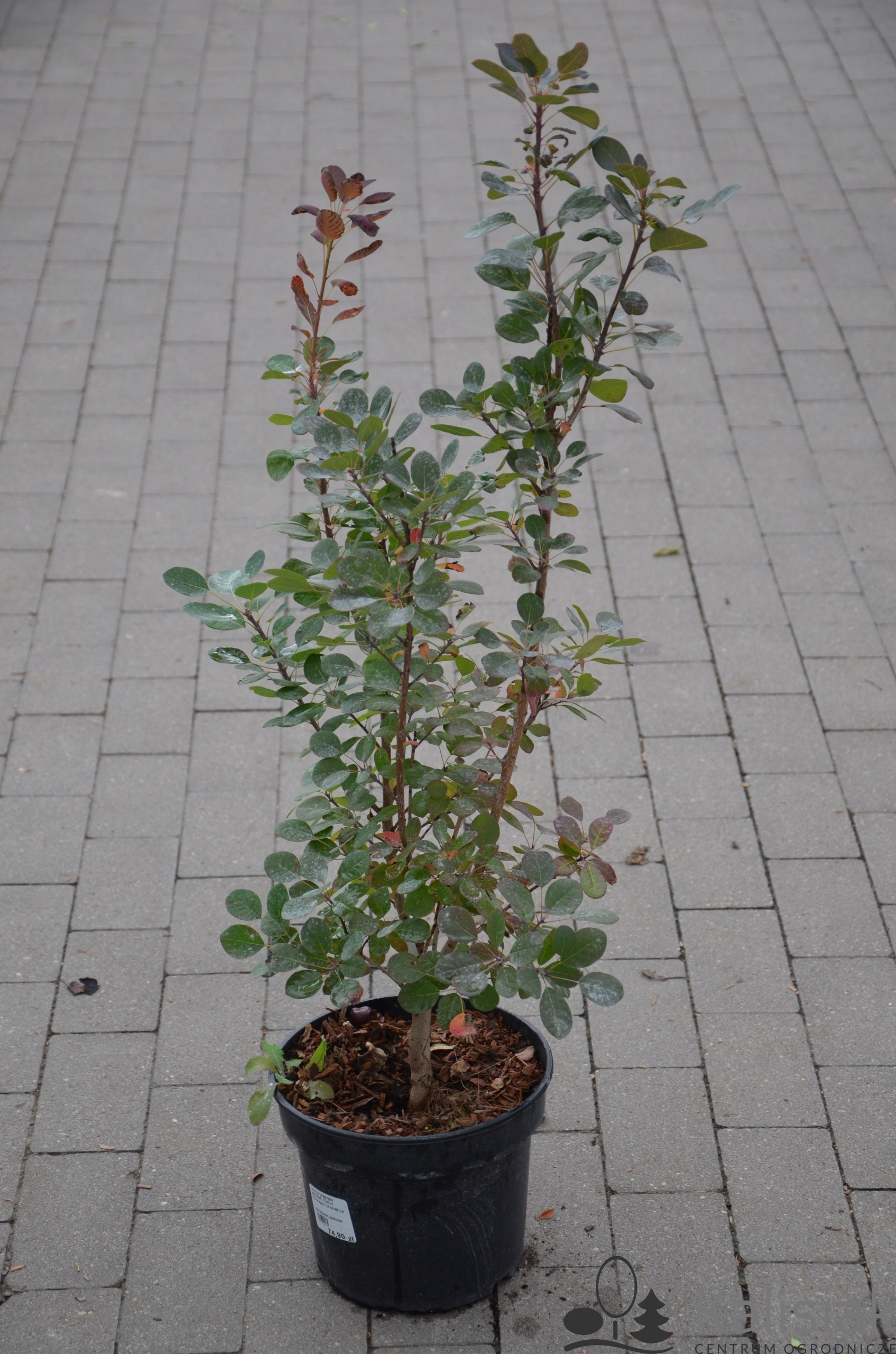 Perukowiec podolski MAGICAL TORCH 'Kolmagito' 5L • Cena, Opinie ...