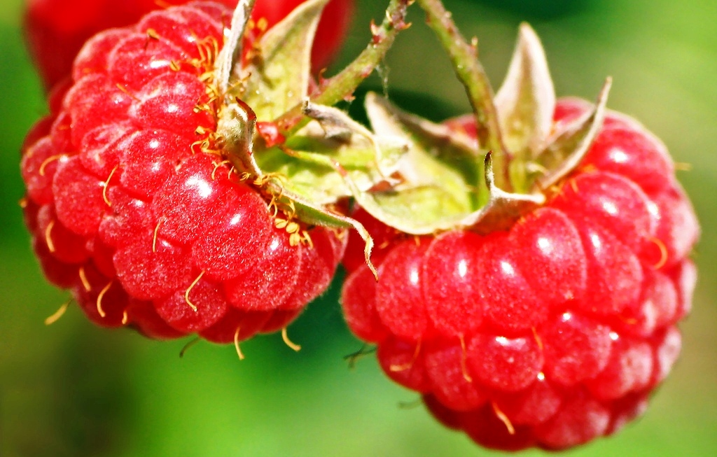 Maliny i jeżyny norna sadzonka w pojemniku 1-2l 30-35 cm • Cena, Opinie • Rośliny owocowe ...