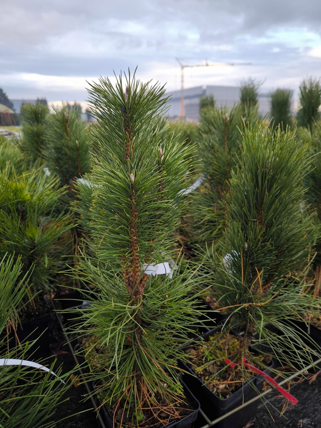 Pinus mugo PYRAMIDALIS - Sosna czarna PIRAMIDALIS COMPACTA • Cena ...