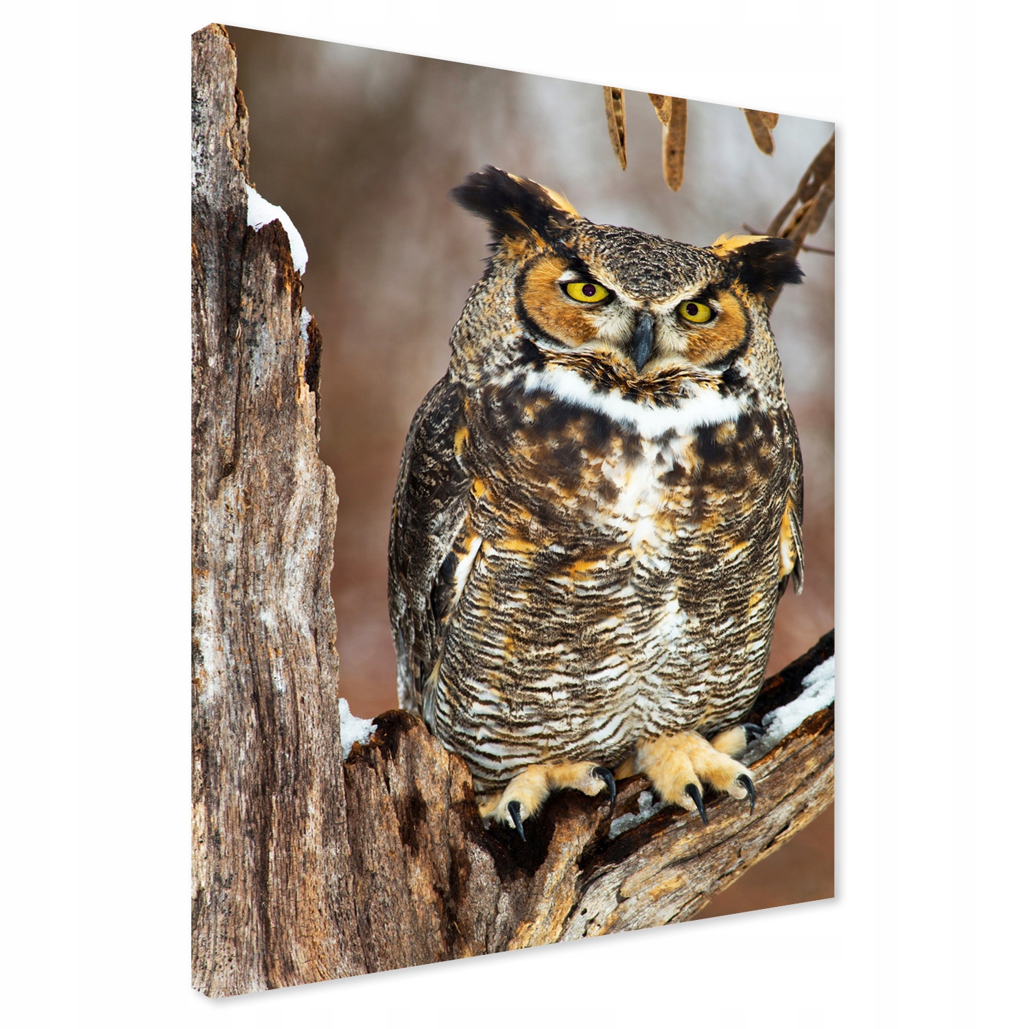 Obraz na płótnie sowa las 80x120 • Cena, Opinie • Obrazy 12560017367 ...