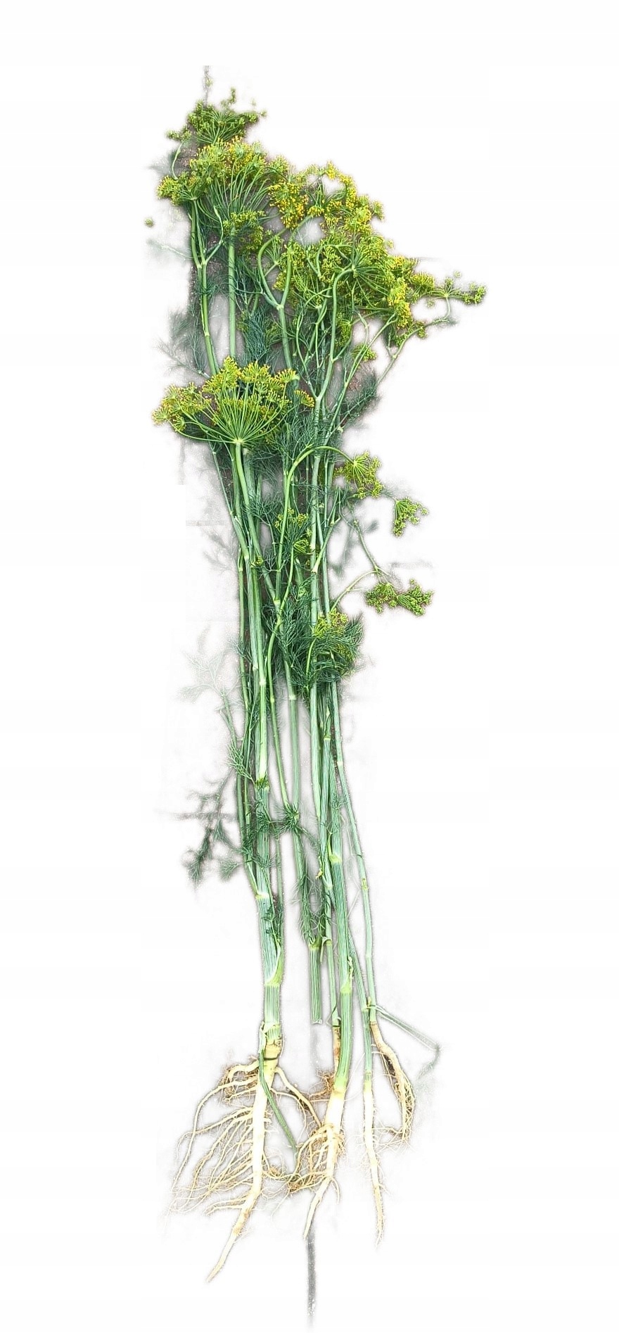 Koper do Kiszenia - Niska cena na Allegro