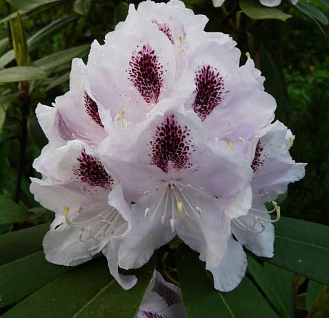 Rododendron - Niska cena na Allegro.pl