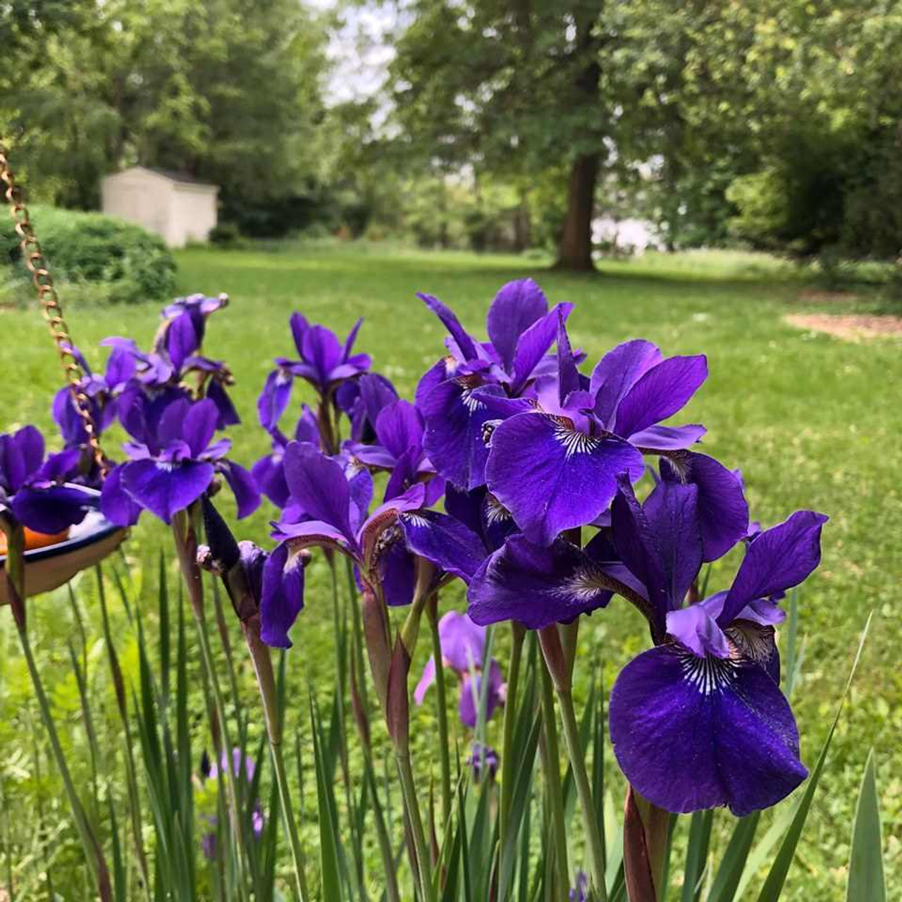 Irys syberyjski, Iris sibirica 13415409652 - Allegro.pl