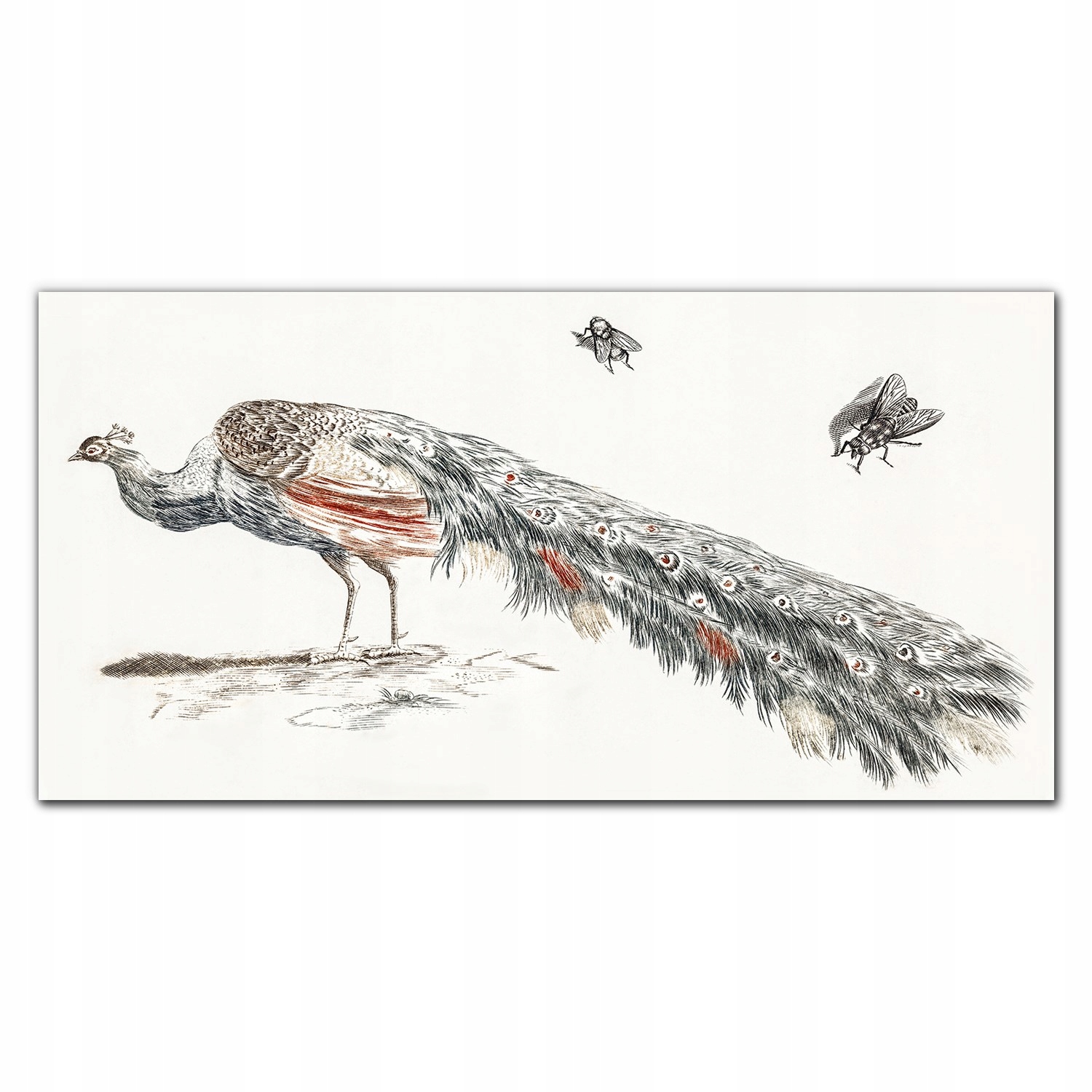 Akril fali kép 140x70 Állat madár páva legyek, • Ár, Vélemények - Allegro