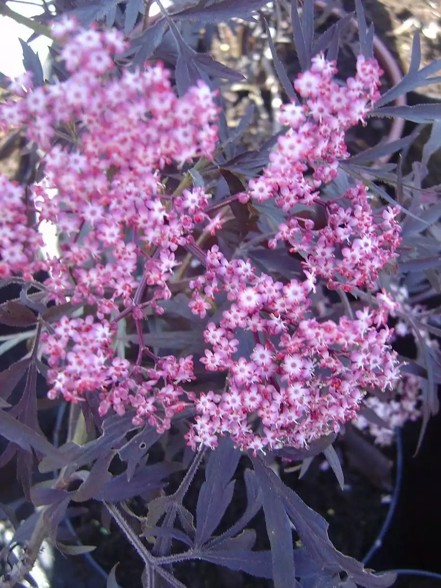 Bez czarny BLACK LACE (Sambucus nigra) • Cena, Opinie • Drzewa i krzewy ...