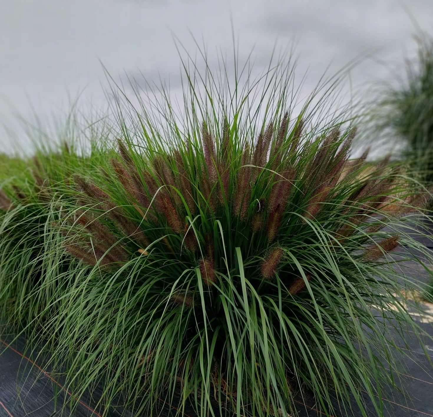 Rozplenica japońska "Moudry" - sadzonka w doniczce 2l (C2) - 6 sztuk ...