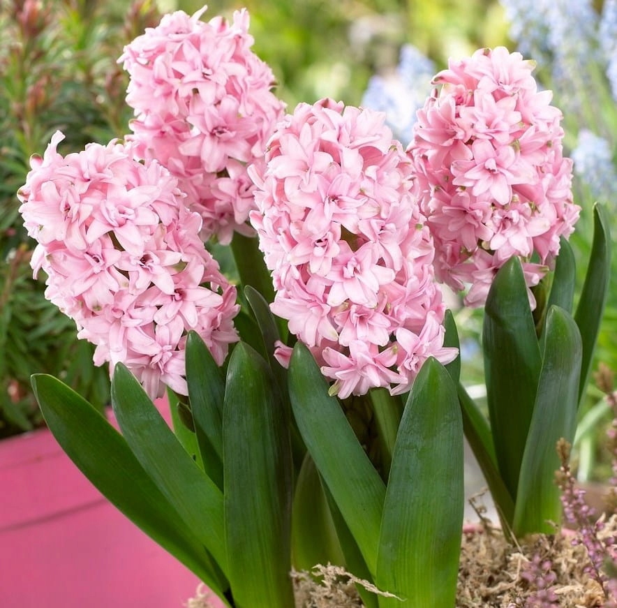 Hiacynt Prince Of Love jasny róż pachnący 10 cebul • Cena, Opinie ...