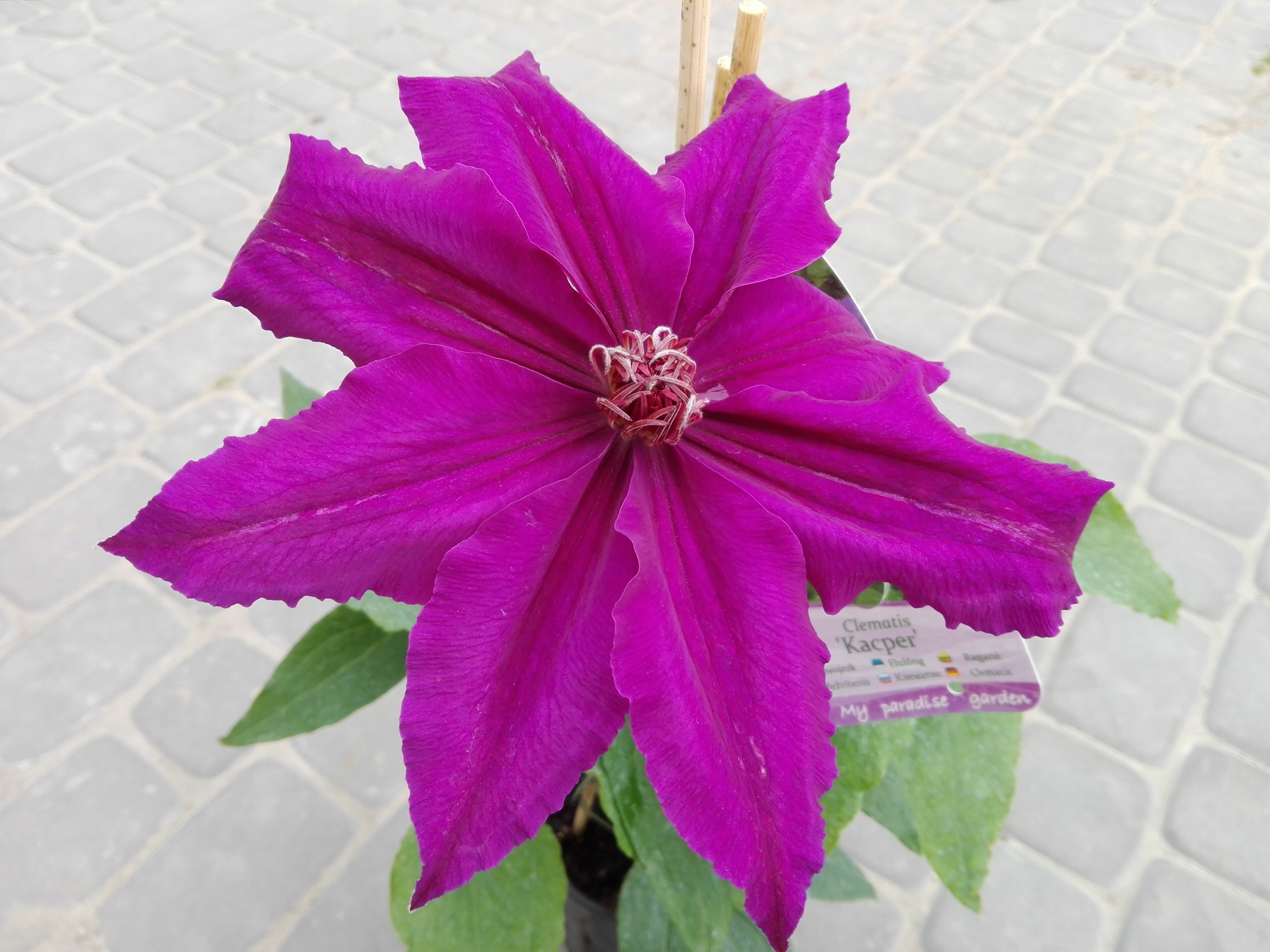 Clematis, Powojnik Biskupi 'Mega kwiaty' • Cena, Opinie • Drzewa i ...