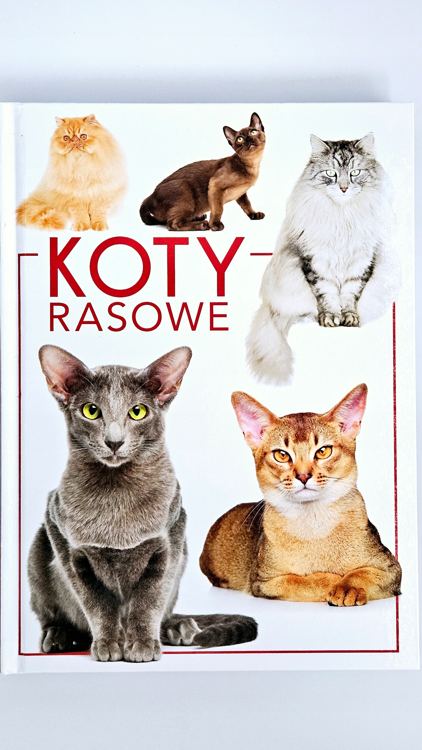 Koty rasowe (17329639093) | Książka Allegro