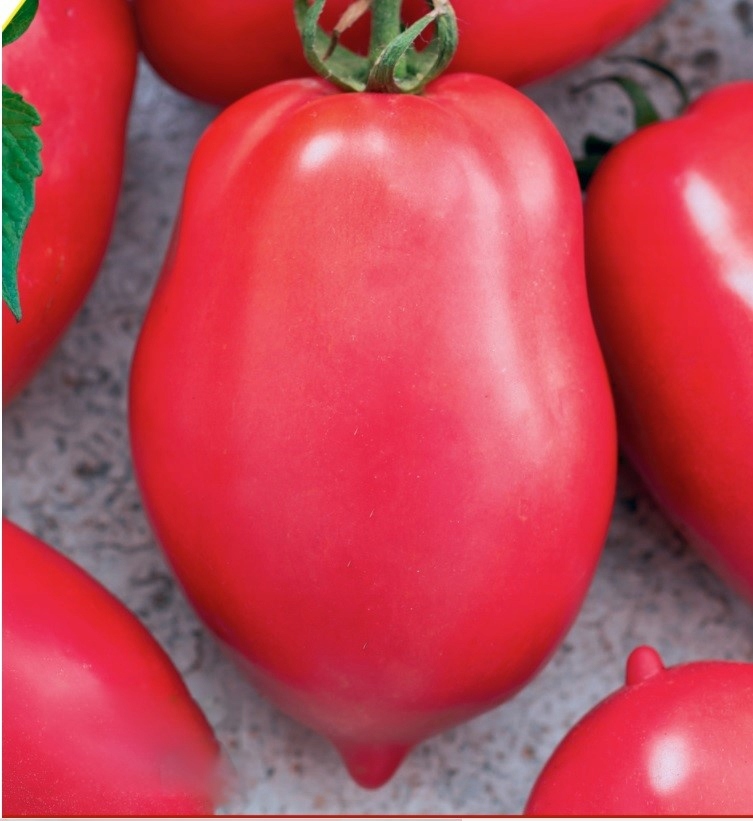 Pomidor gruntowy Malinowy Bosman sadzonka! (Sadzonka2023) • Cena ...