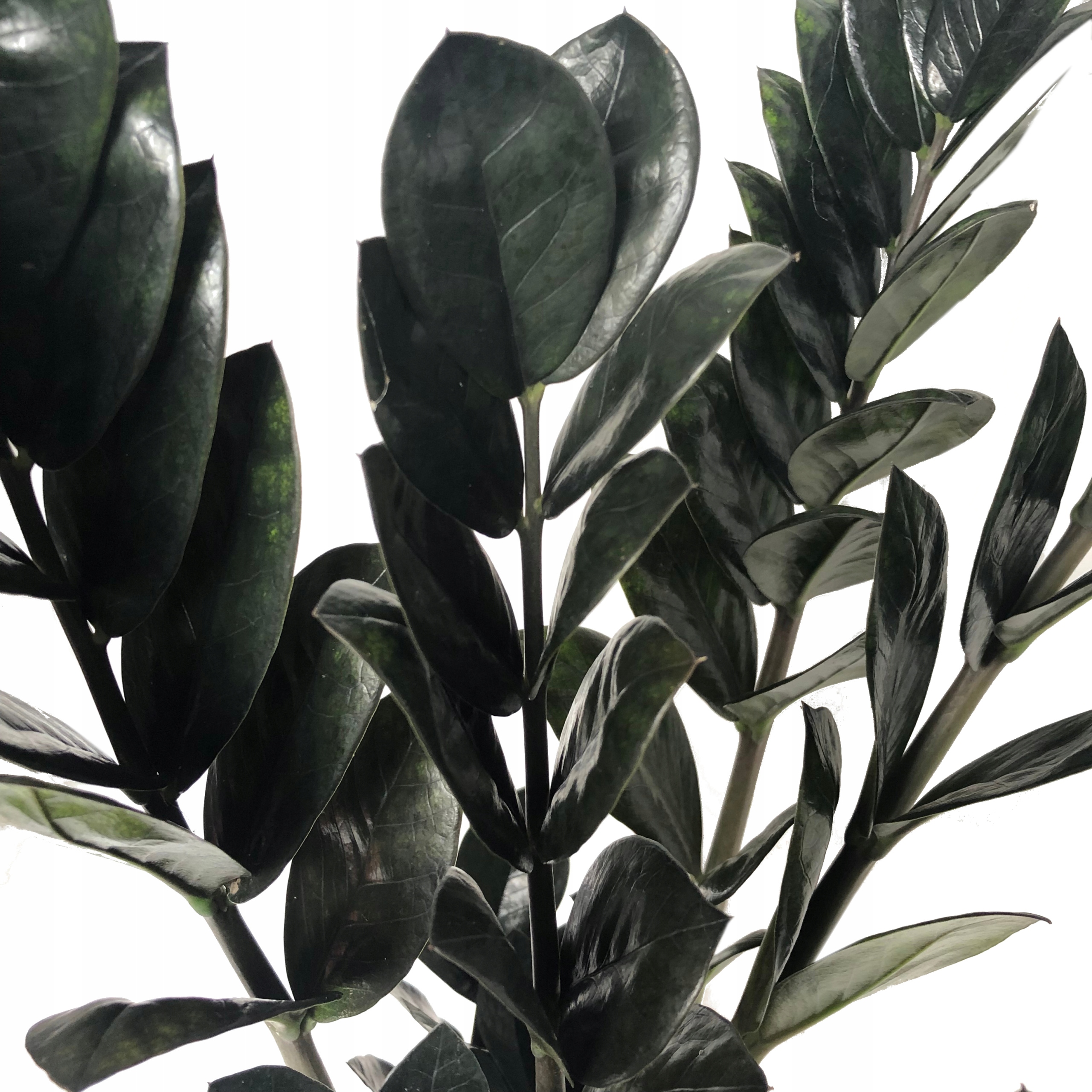 ZAMIOKULKAS RAVEN CZARNY ZAMIOCULCAS ZAMIOLISTNY XL (100) • Cena ...