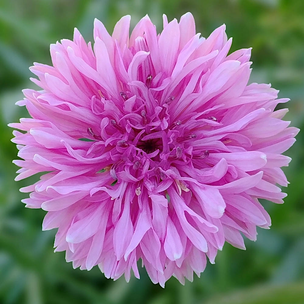 Chaber Bławatek Mieszanka 1 g Legutko (5903837074006) • Cena, Opinie ...