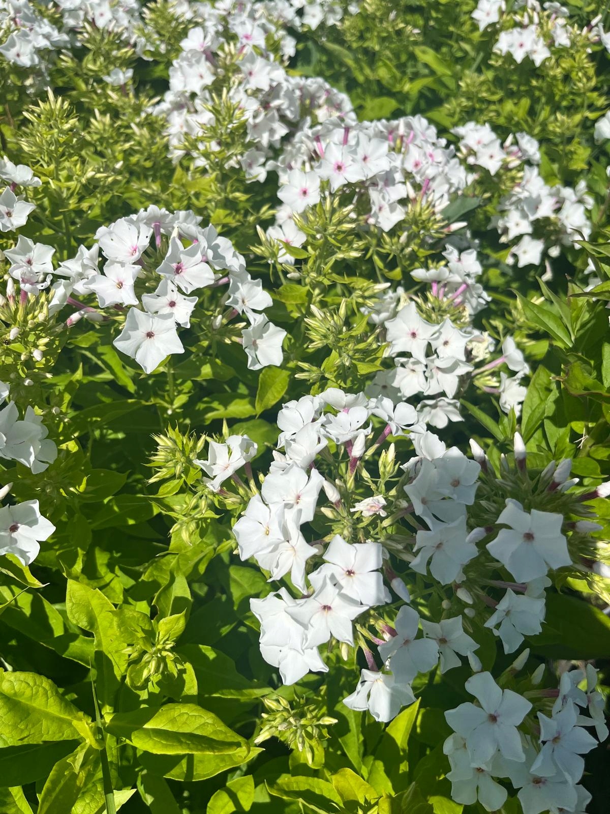 Floks biały sadzonka w pojemniku do 0,5l • Opinie - Allegro