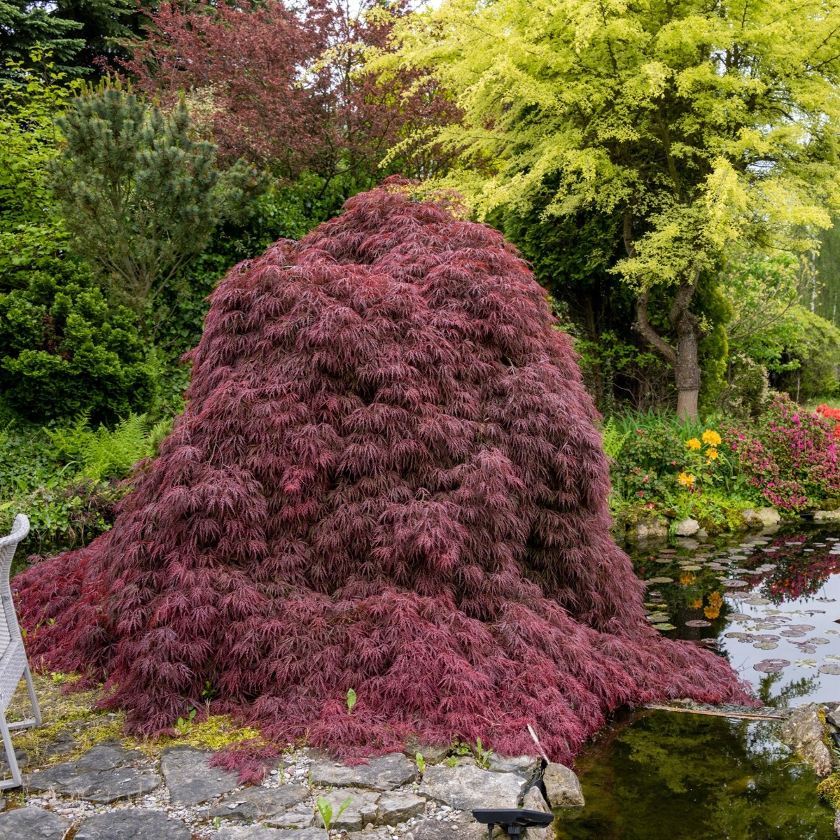 Klon palmowy DISSECTUM GARNET czerwony, bordowy, karłowy, niski ...