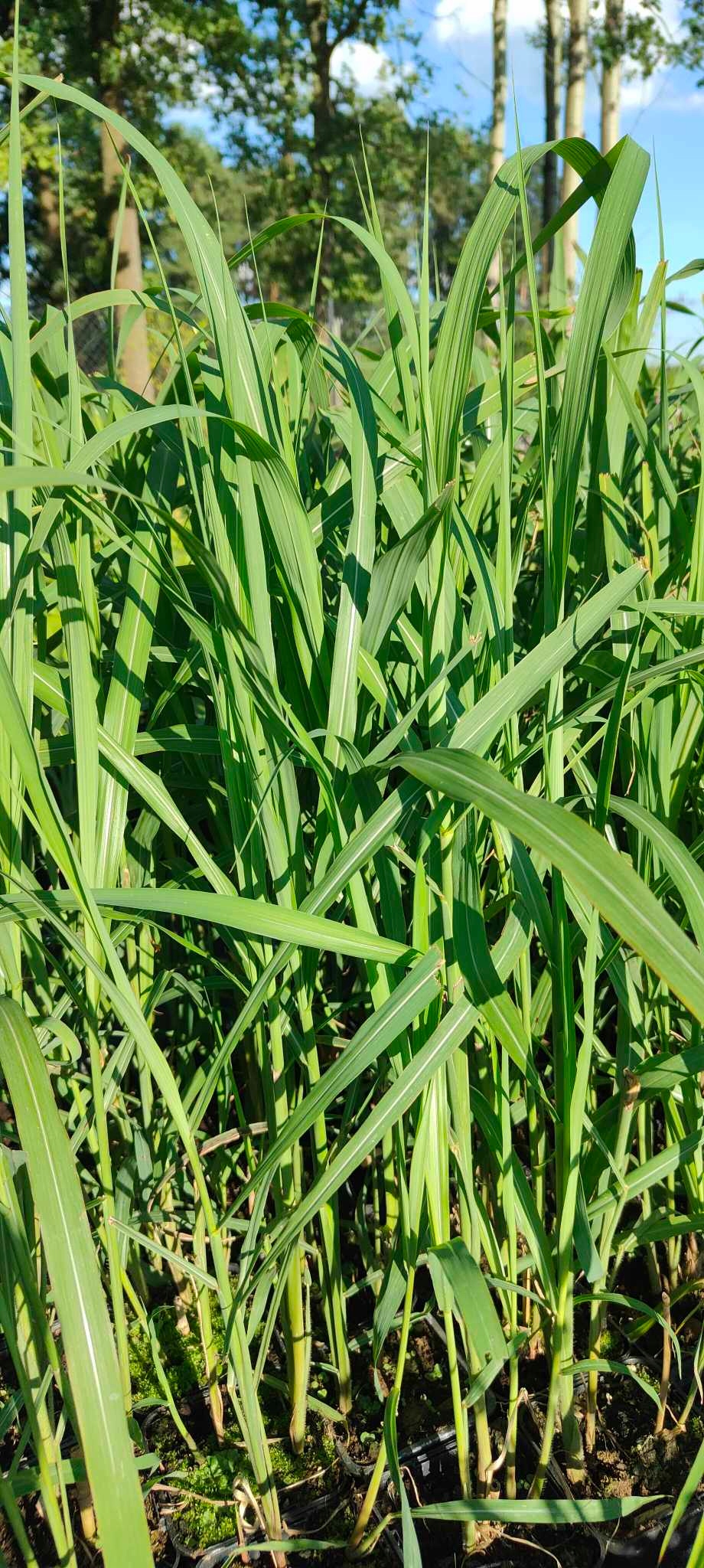 Miskant Chiński Memory Miscanthus Wysoki Kwitnie na Biało (wodne ...