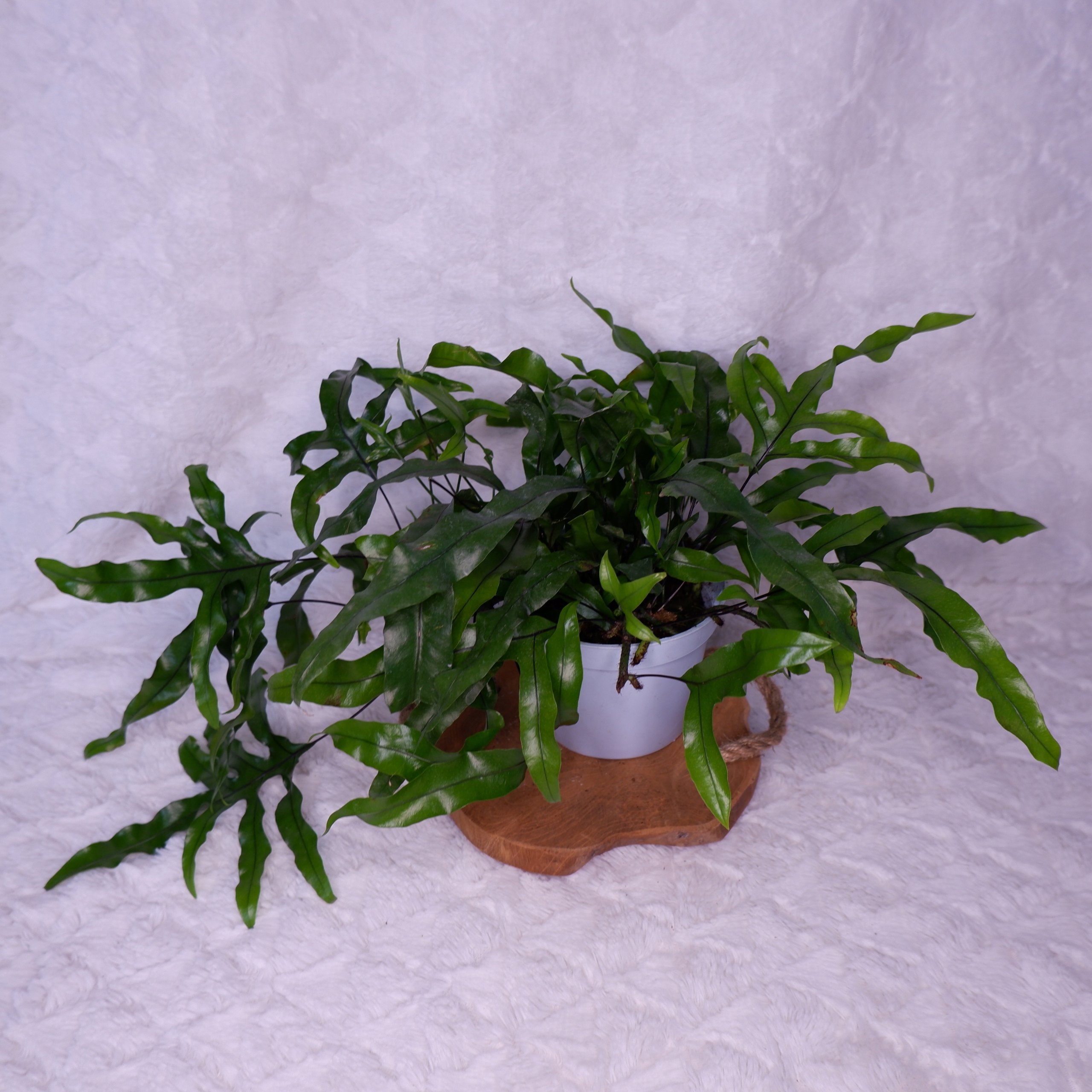 MICROSORUM DIVERSIFOLIUM PAPROĆ KANGURZA d.12cm (24024644AM) • Cena ...