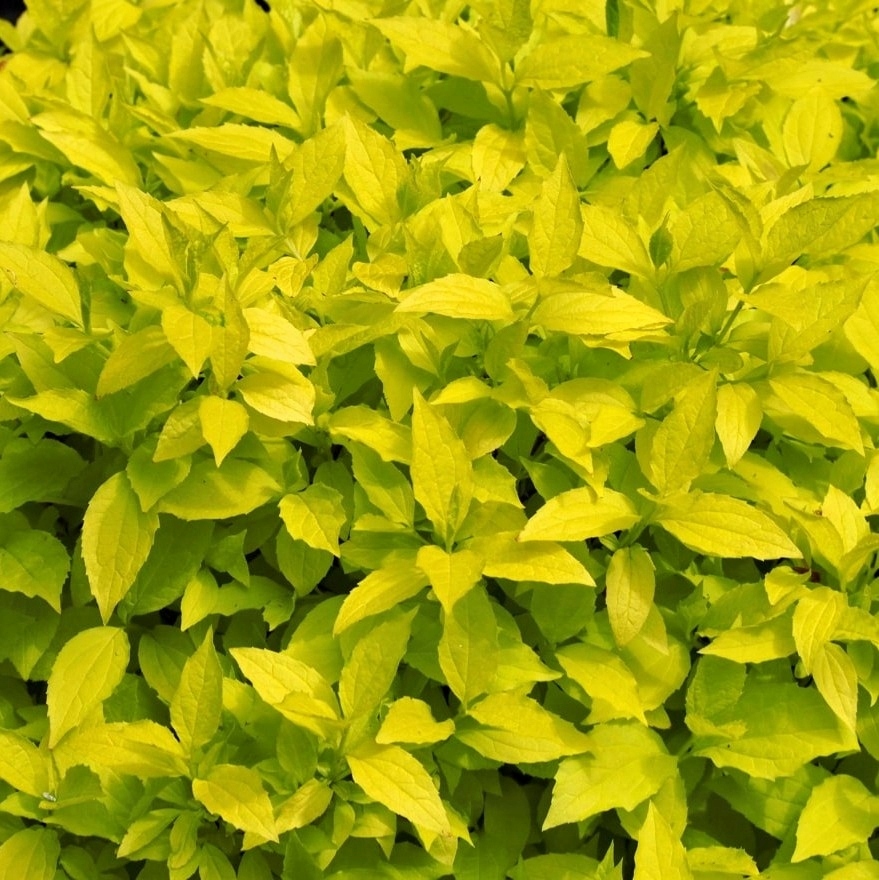 Jaśminowiec wonny KOSTELEC karłowy ZŁOTE LIŚCIE CAŁY ROK • Cena, Opinie • Drzewa i krzewy ...