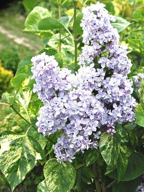 Lilaki fioletowy sadzonka w pojemniku 3-5l 40-50 cm • Cena, Opinie • Drzewa i krzewy liściaste ...