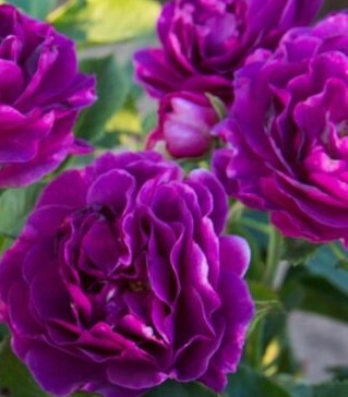 Róża na Pniu Fioletowa - Niska cena na Allegro