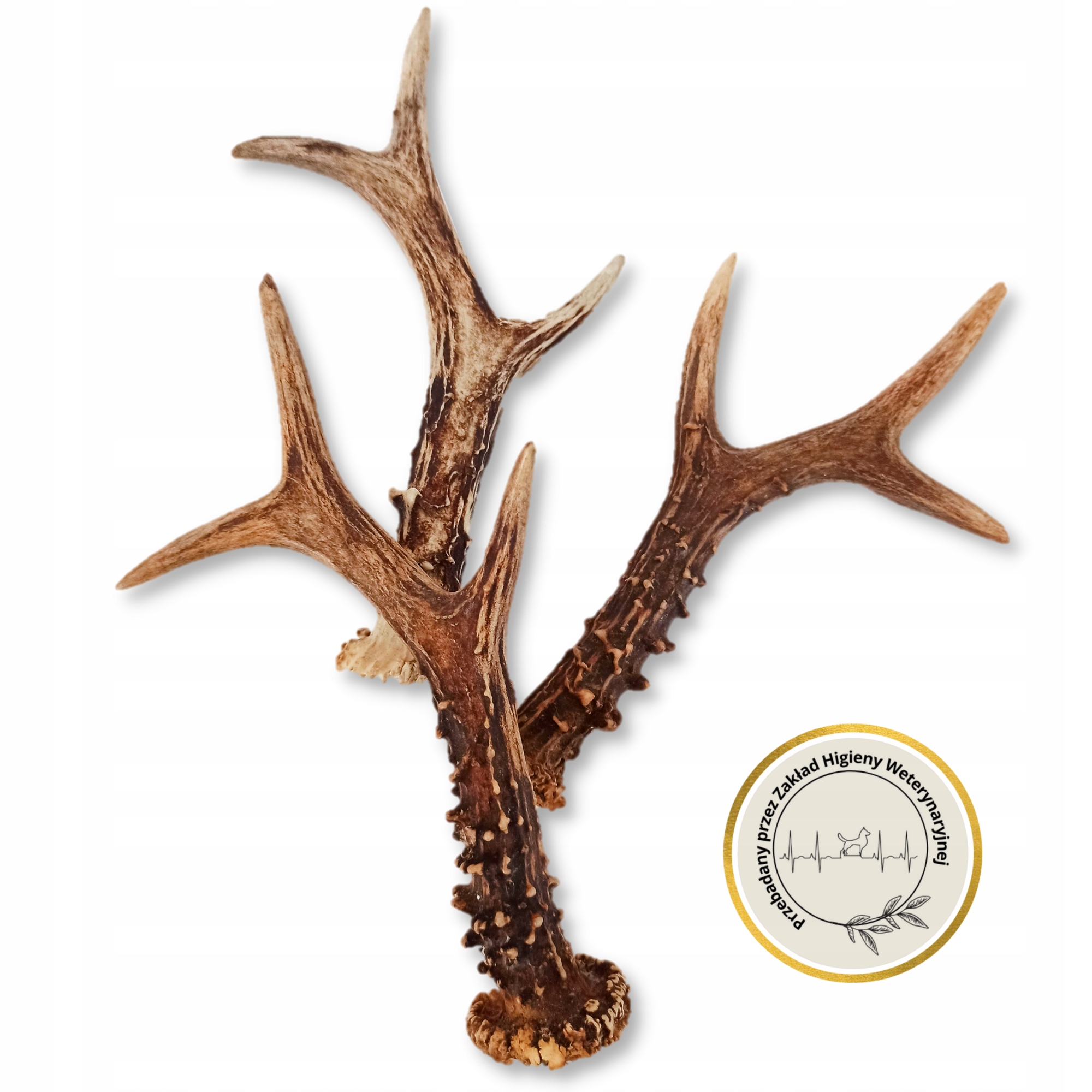 Poroże Kozła Sarna - Niska cena na Allegro.pl