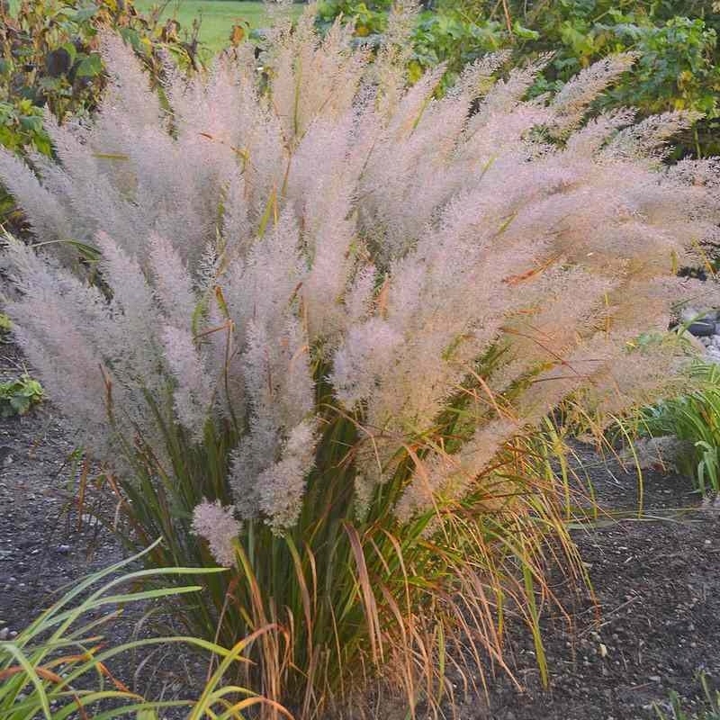 TRAWA OSTNICA STIPA BRACHYTRICHA • Cena, Opinie • Trawy 12335958985 ...