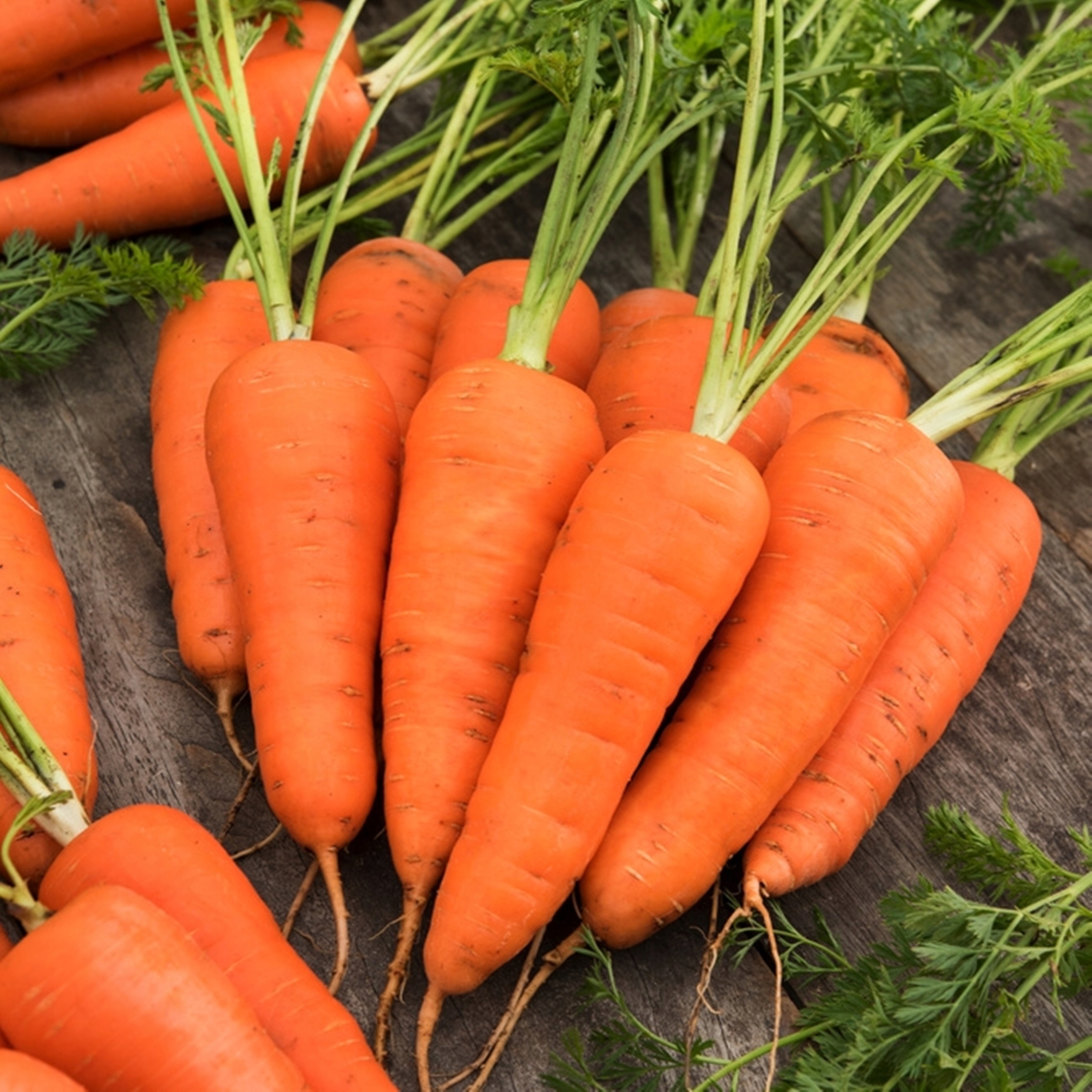 Marchew Jadalna Salsa F1 późna nasiona marchwi (5905782048798) • Cena ...