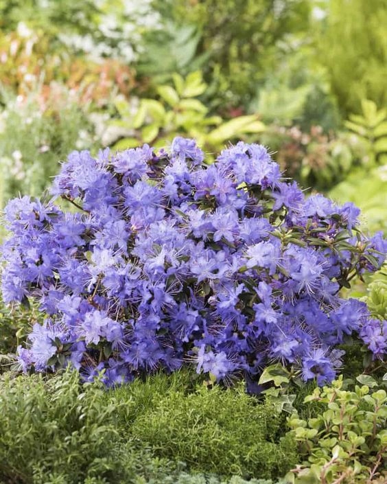 Rododendron Miniaturowy - Niska cena na Allegro.pl