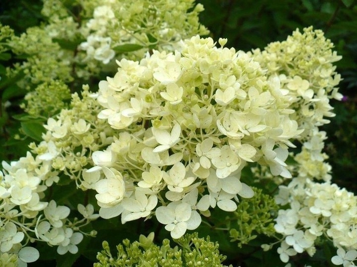 Hortenzie kytice 'Bombshell' PBR | Hydrangea paniculata C3 za 163 Kč ...