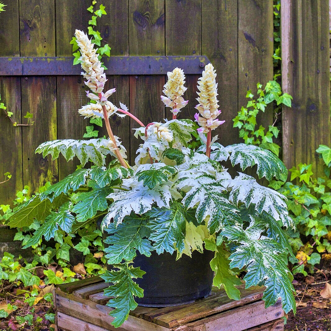 Akant Tasmanian Angel Piękne Liście I Kwiaty Sadzonki W Doniczkach P14 ...