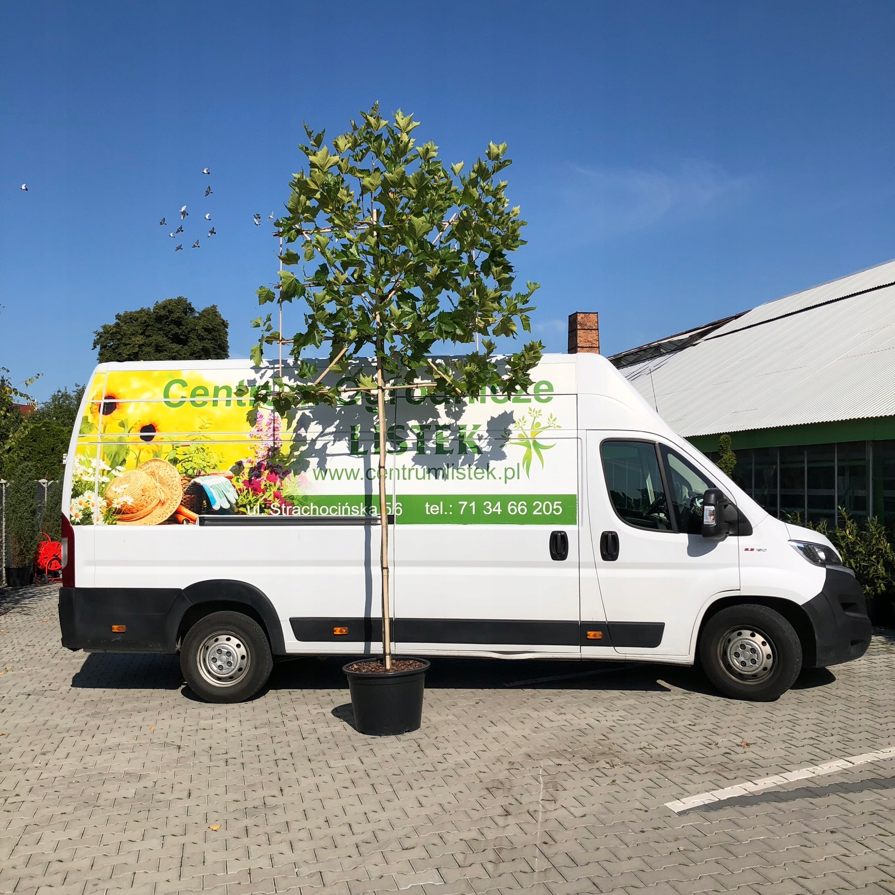 Platan klonolistny forma szpalerowa Ekran • Cena, Opinie • Drzewa i ...