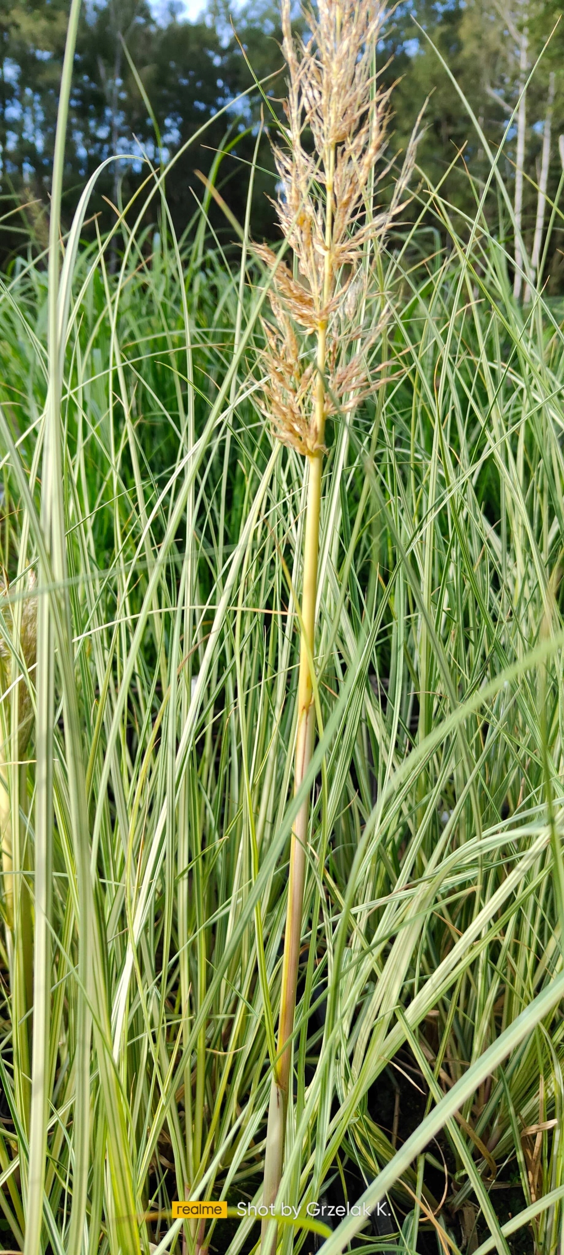 TRAWA PAMPASOWA SILVER GOBLIN RARYTAS DO OGRODU • Cena, Opinie • Trawy ...