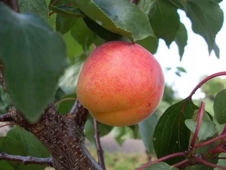 Morela MIODOWA drzewko • Cena, Opinie • Rośliny owocowe 14056513410 ...